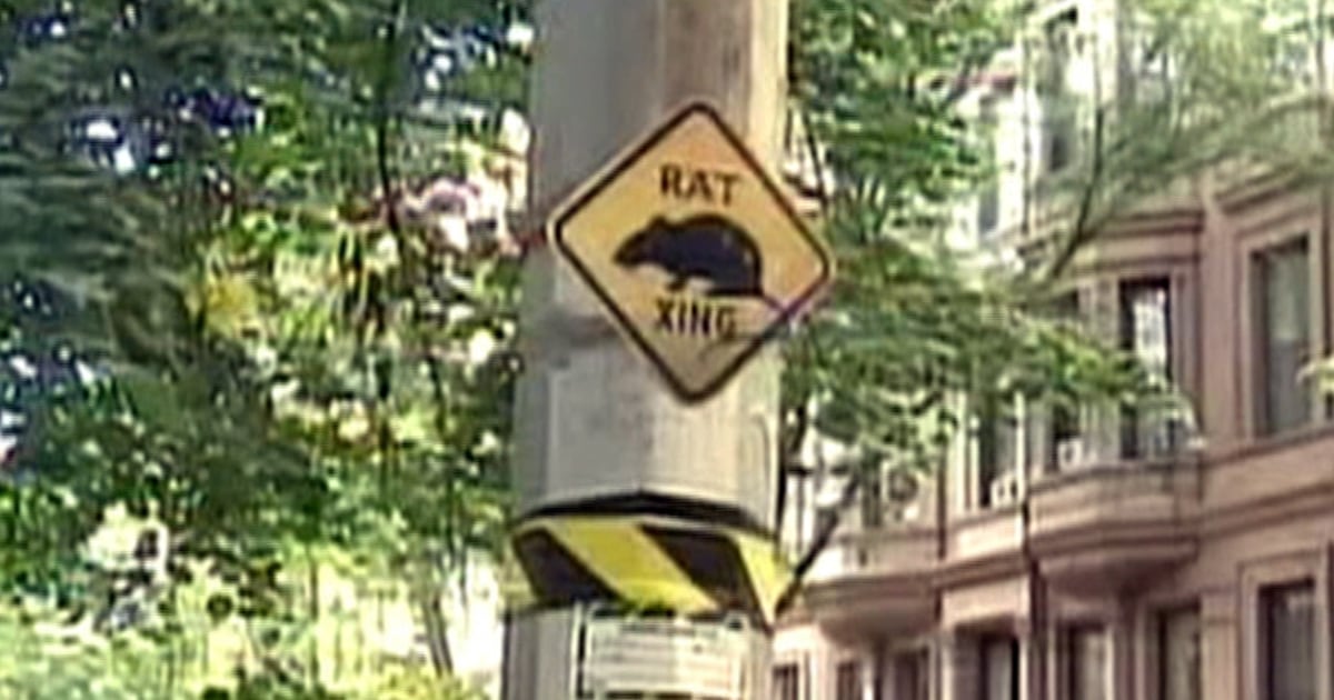 NYC residents fight rat infestation