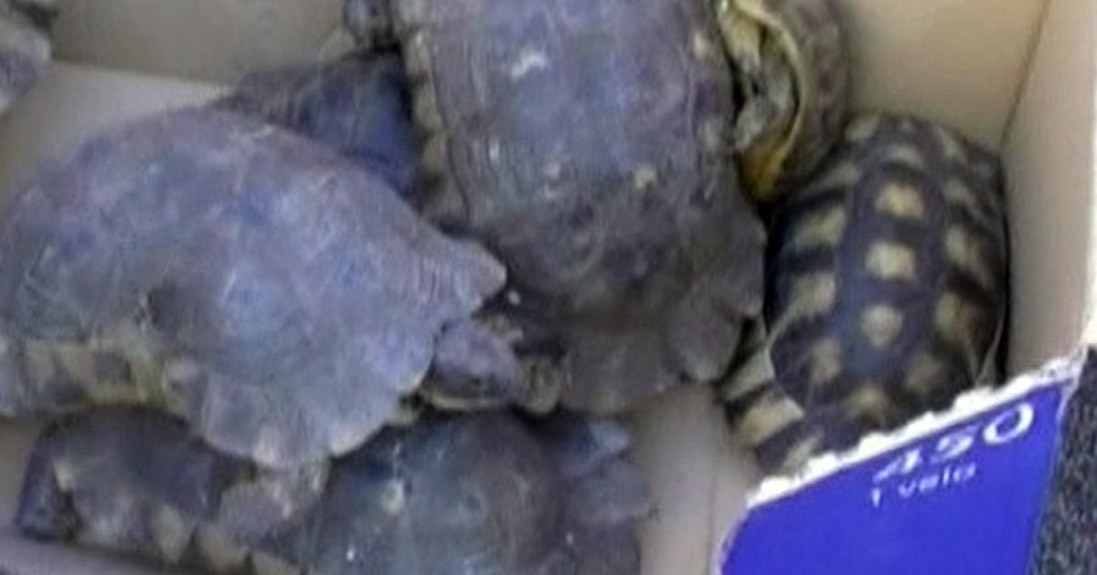 Italian police intercept endangered tortoises