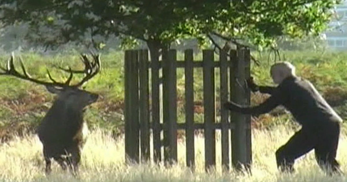 Deer vs. man in London park 'Stag-off'