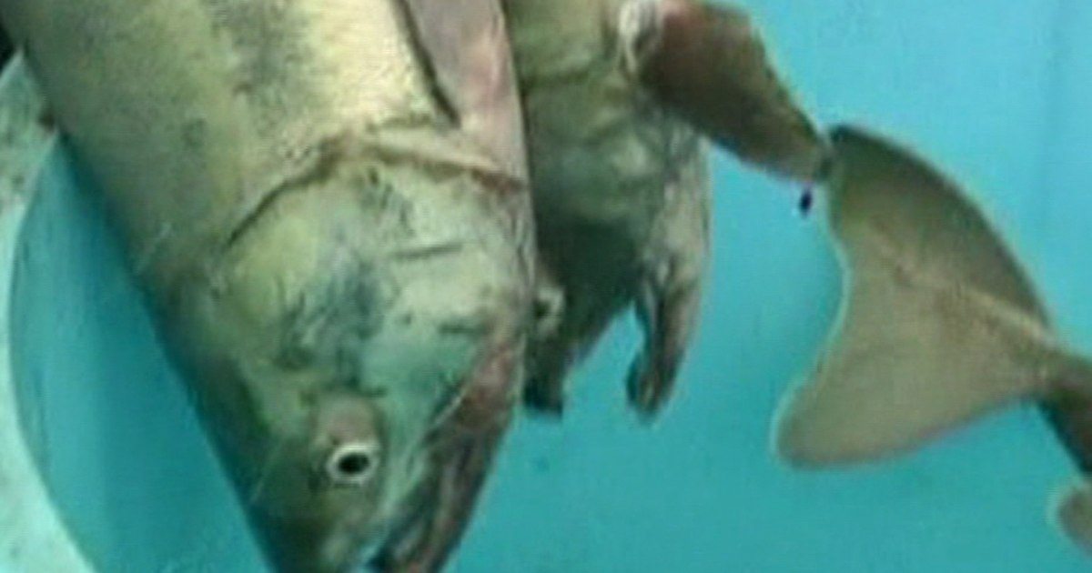 Radioactive fish hit new levels in Japan