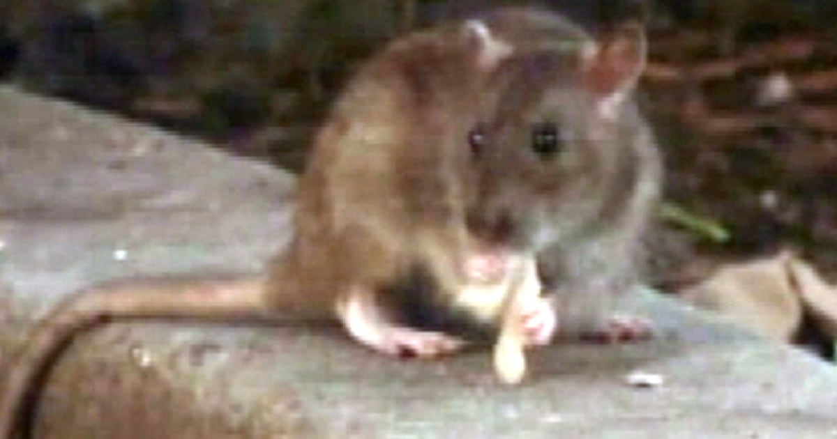 Rampant rats blamed for killing dog in Mich. town