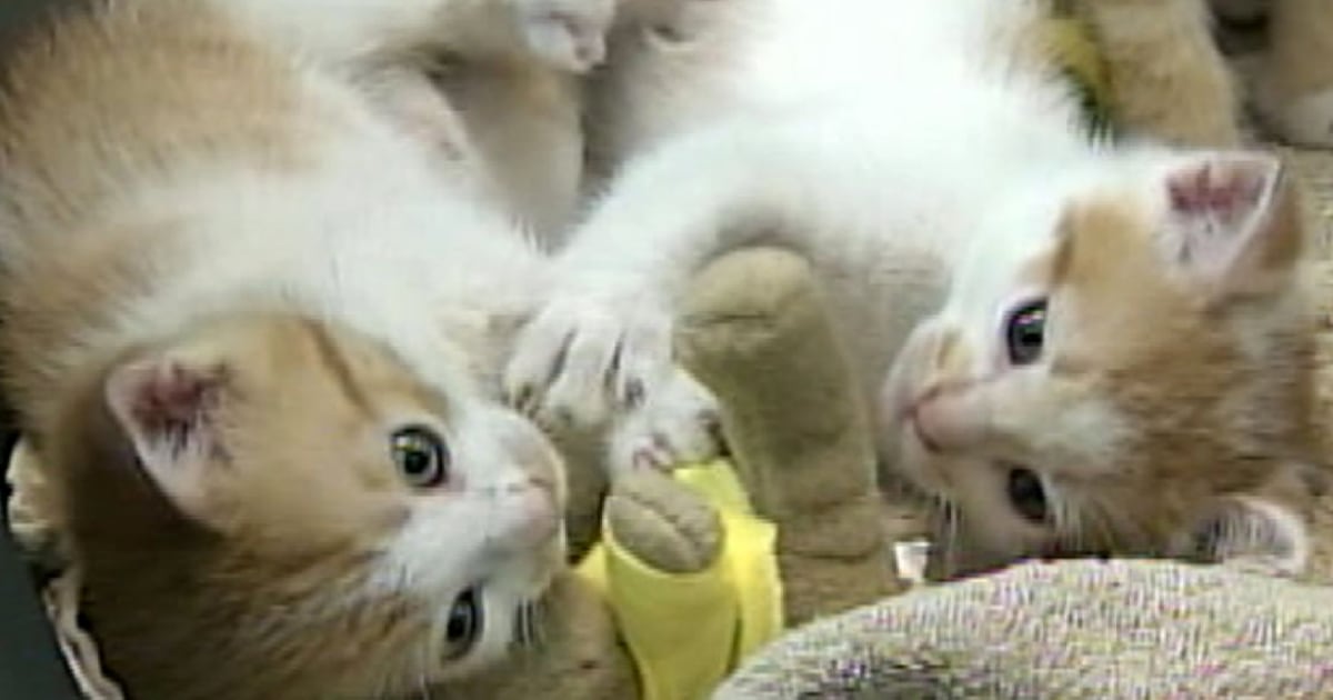 Friend goes to get beer, finds kittens in freezer