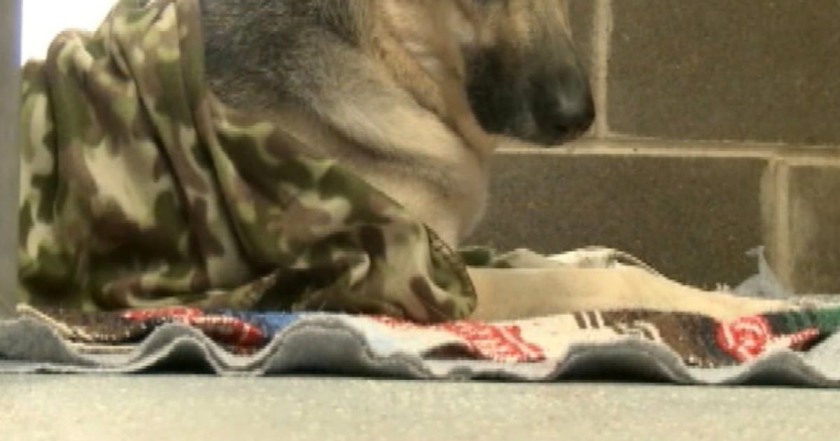 Dog recovers after being thrown off bridge