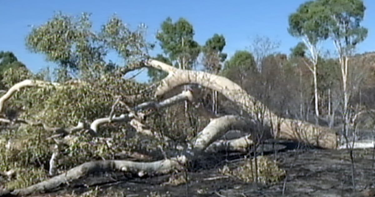Iconic Aussie trees torched; arson suspected