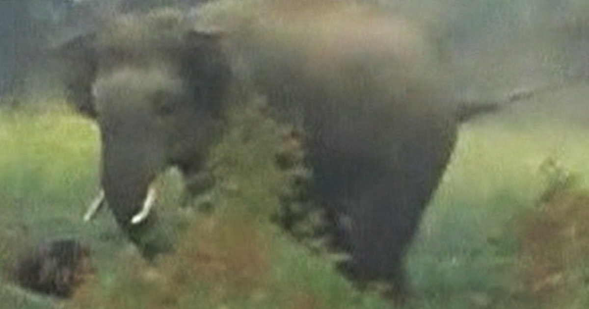 Elephant goes on rampage in India