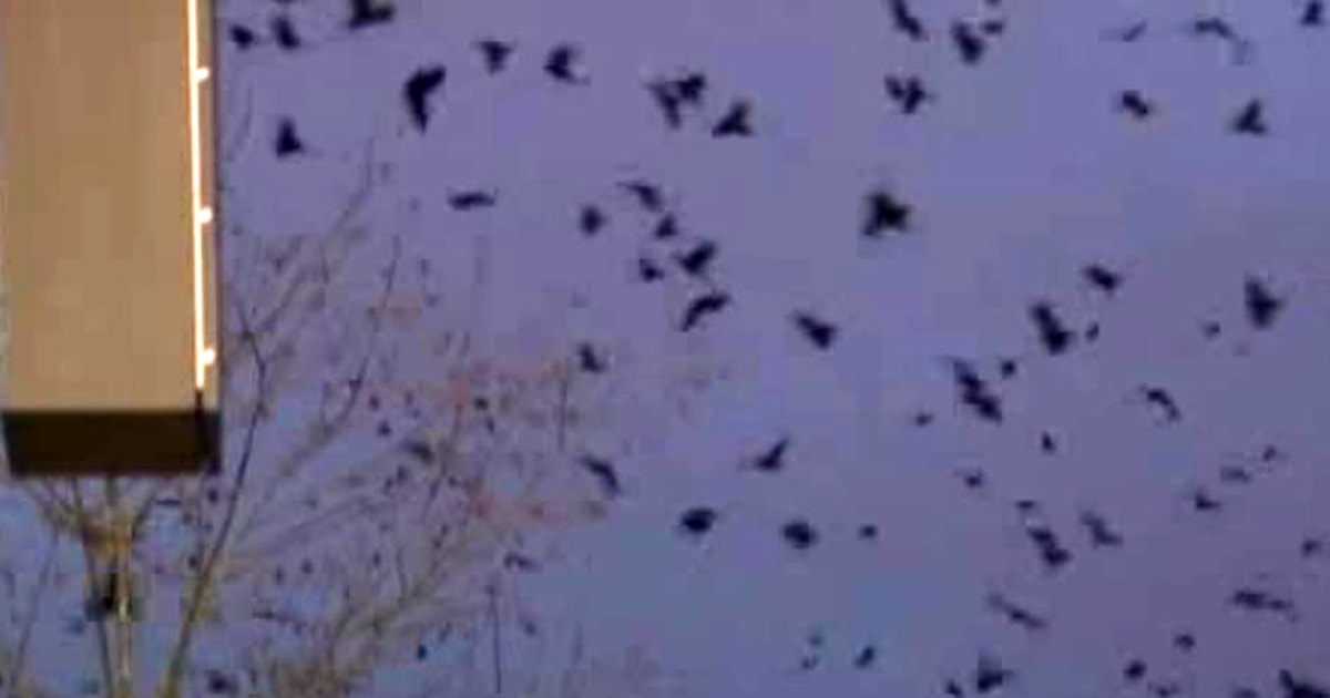 Thousands of crows descend upon university