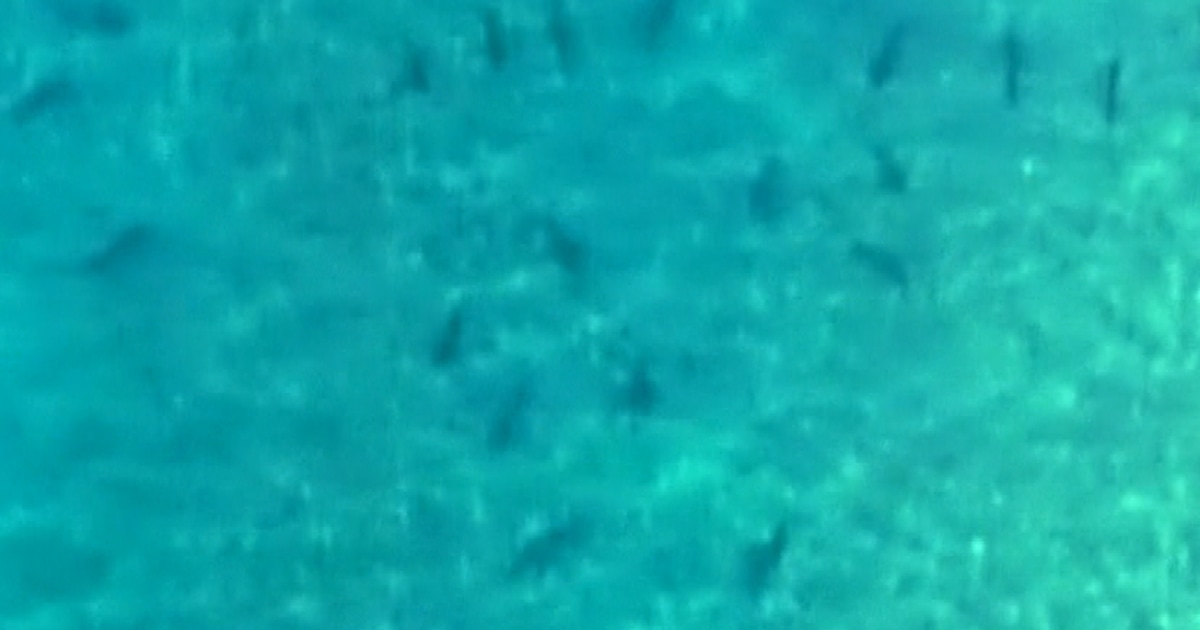 Sharks swarm near Palm Beach