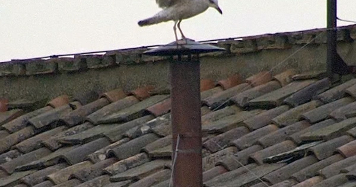 Seagull ‘tweets’ from Sistine Chapel chimney