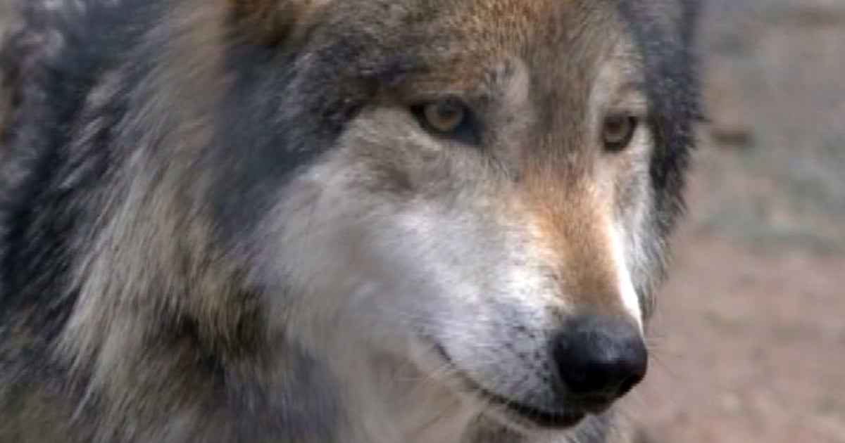 Mexican gray wolf makes a comeback in the U.S.
