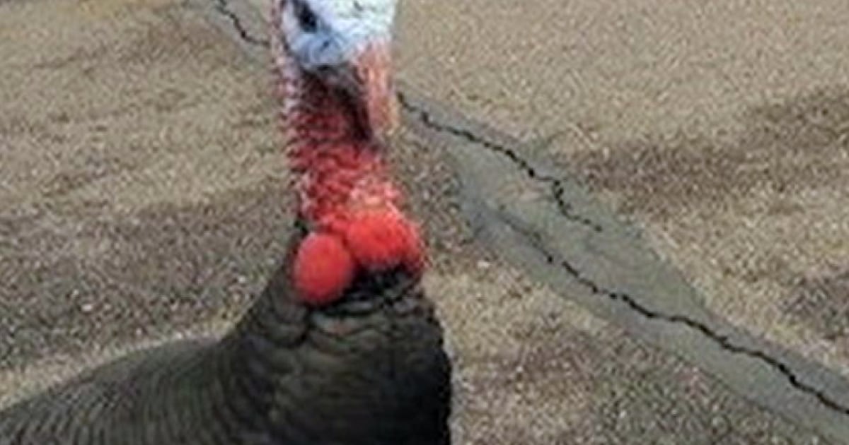 Village under attack by wild turkeys