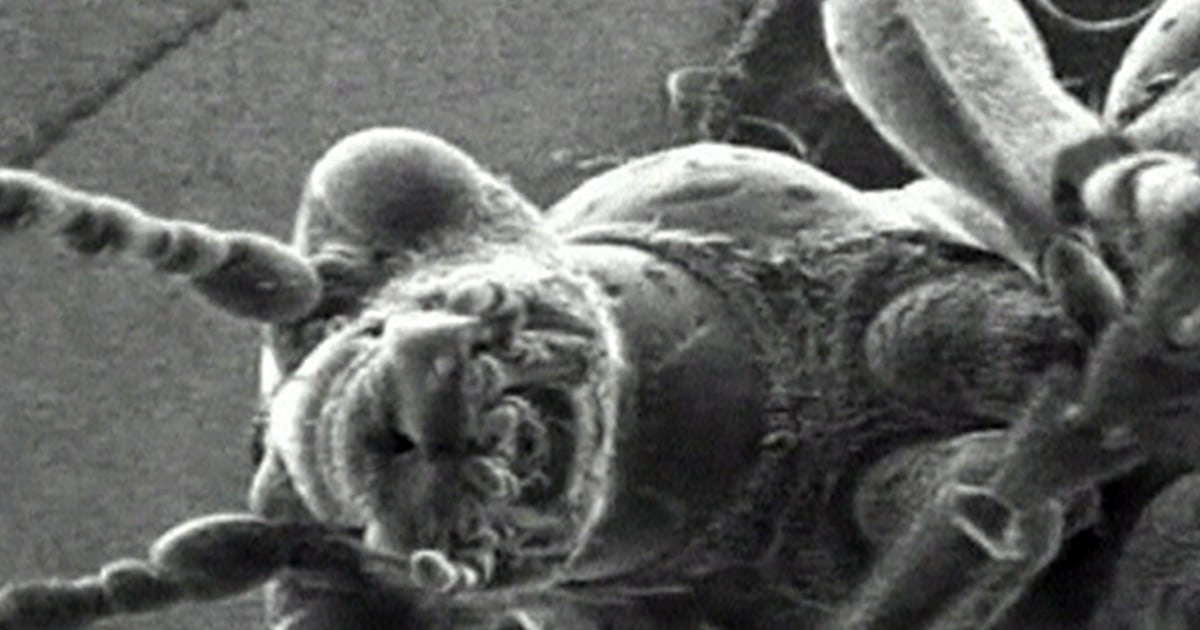 Insects get nano-suits for closer look