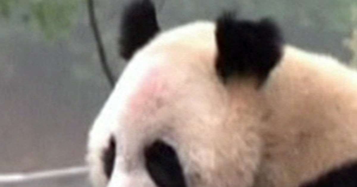 Pandas panicked when earthquake shook China
