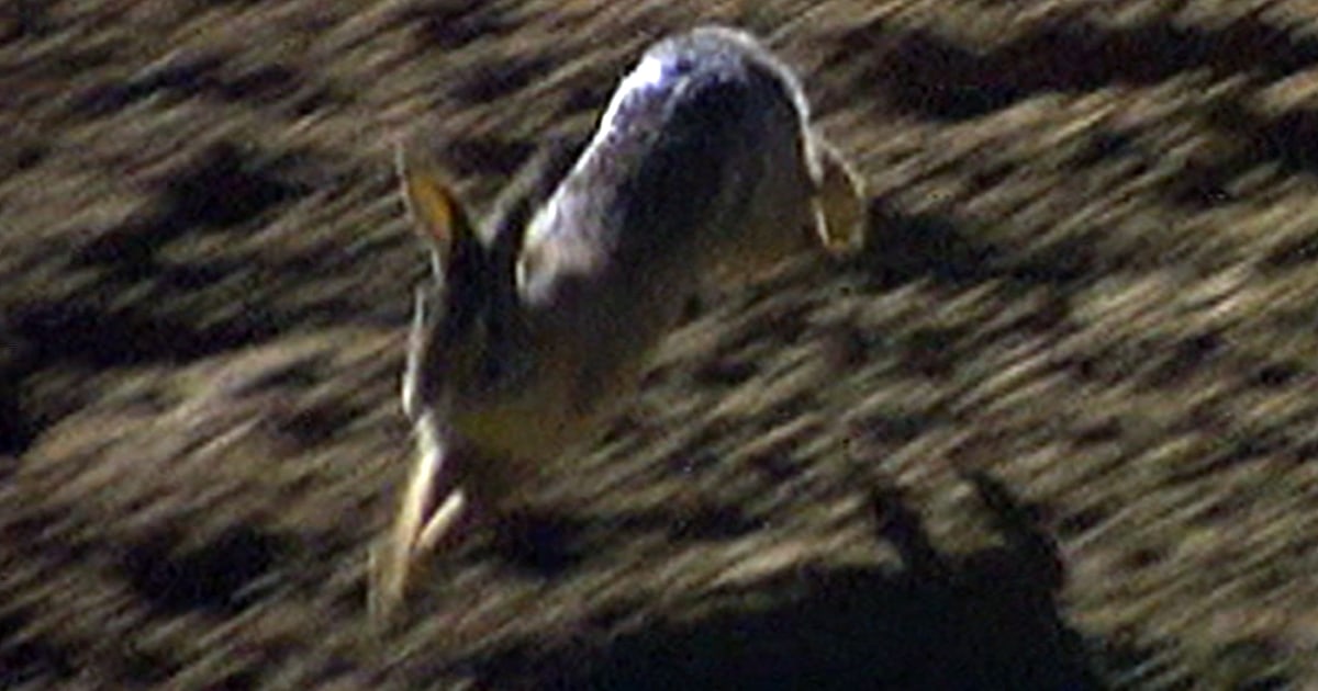 Rabbit escapes hooves at Churchill Downs