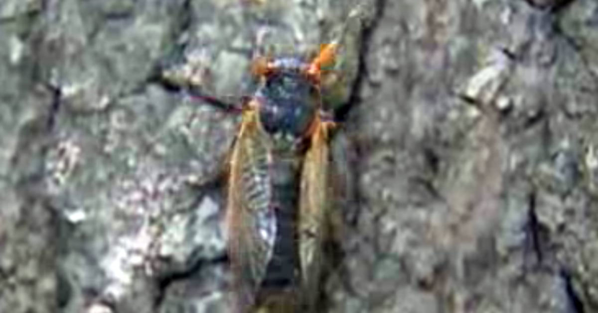 Cicada invasion underway