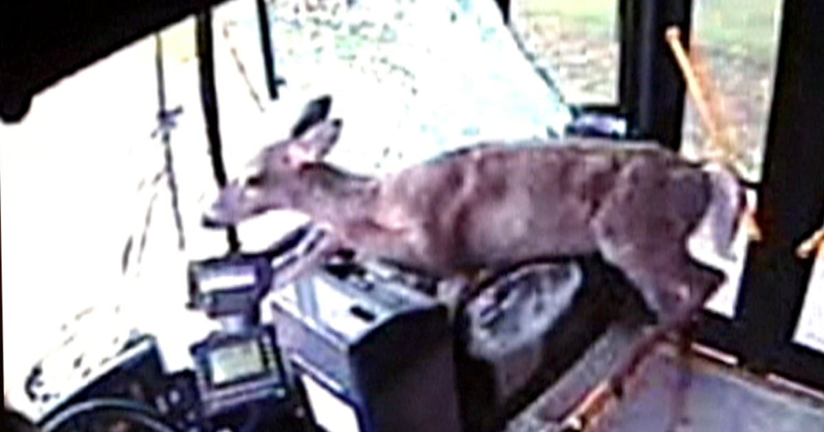 On camera: Deer crashes through bus window