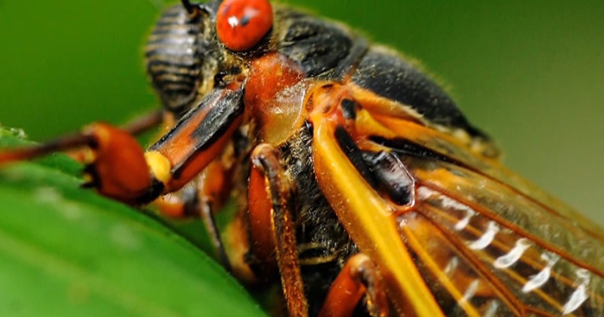 Cicadas emerge in the South