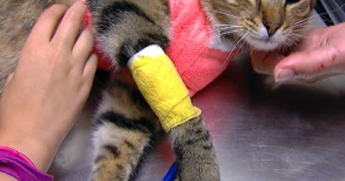 Cat survives being shot by crossbow