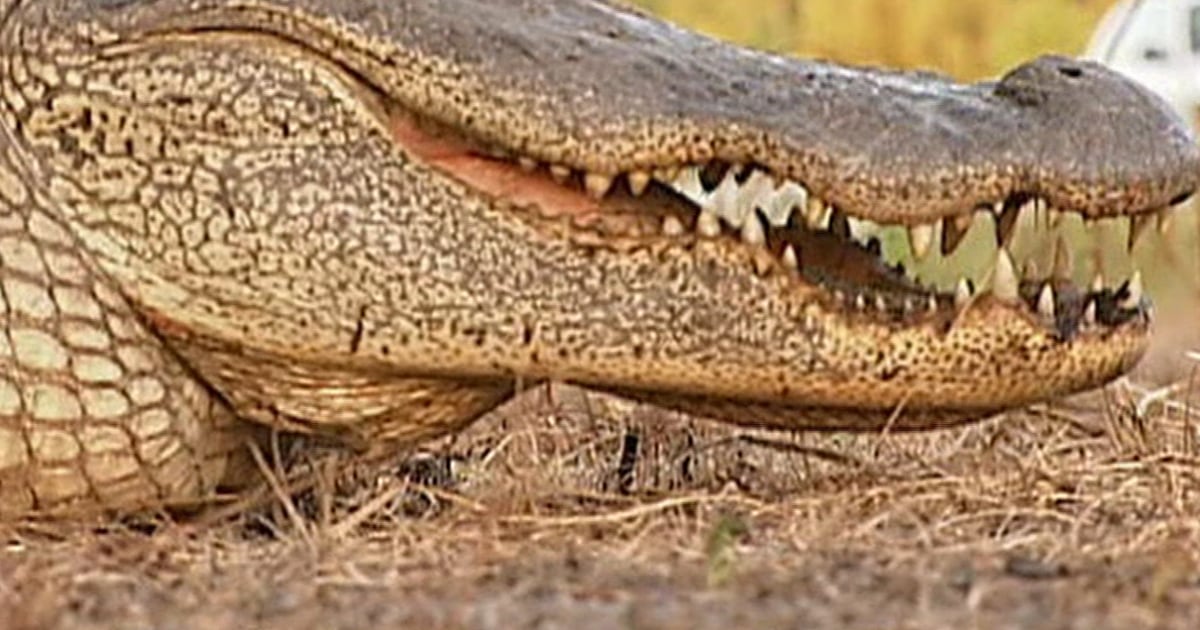 Gator stops traffic on N.C. highway
