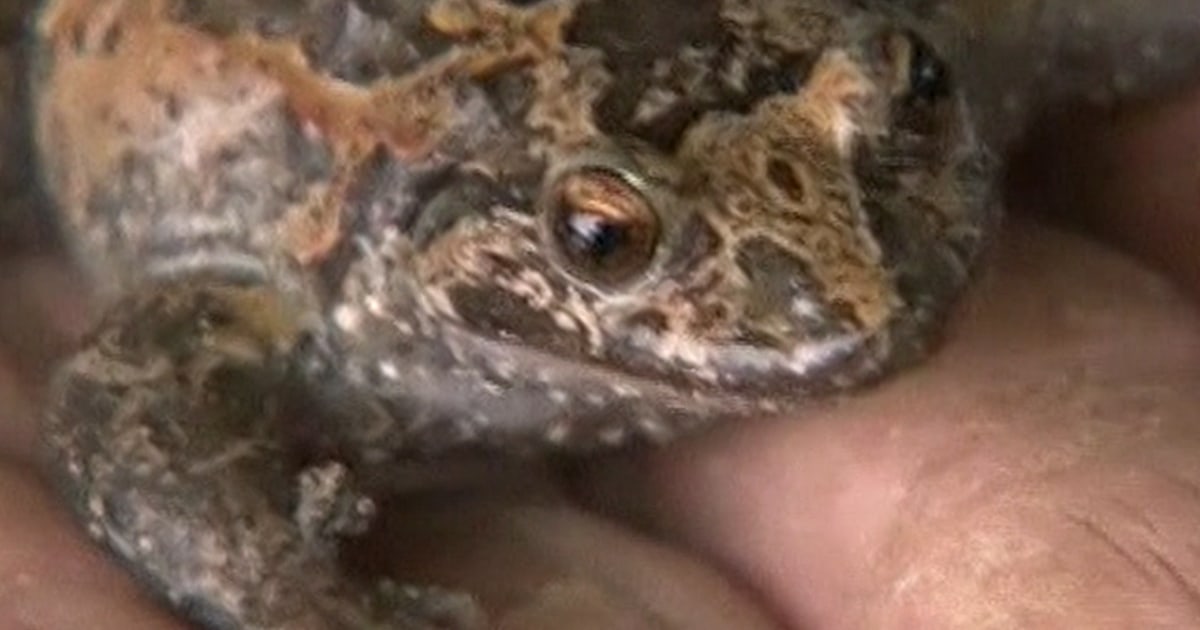 Extinct frog didn't actually croak