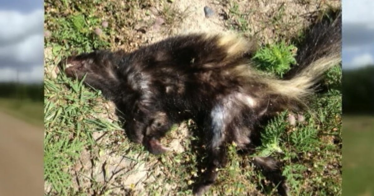 5-month-old attacked by rabid skunk