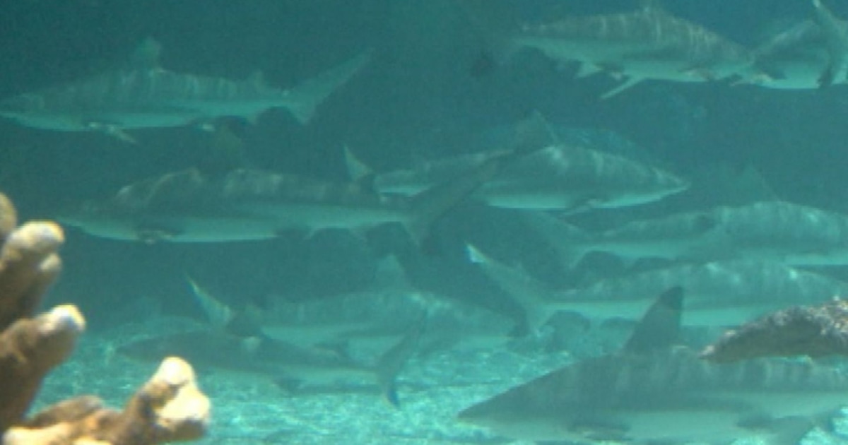 Sea predators on display