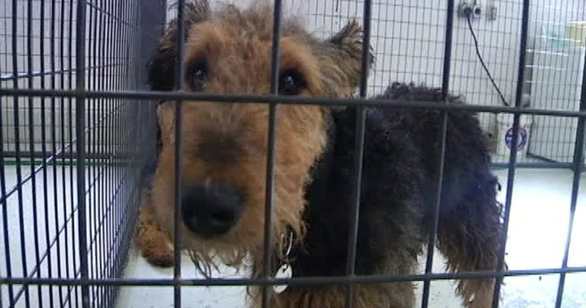 27 filthy dogs rescued from barn in Kentucky