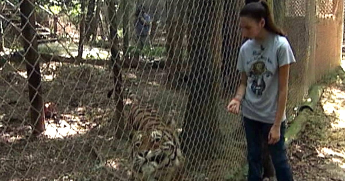 Tiger attack survivor returns to animal refuge