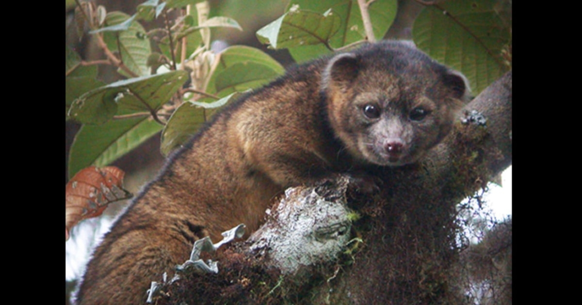 New mammal discovered in South America