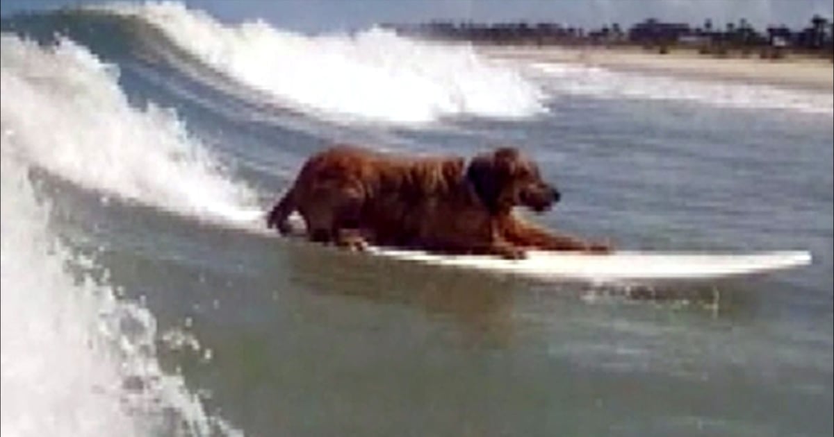 Dog rides waves like a pro