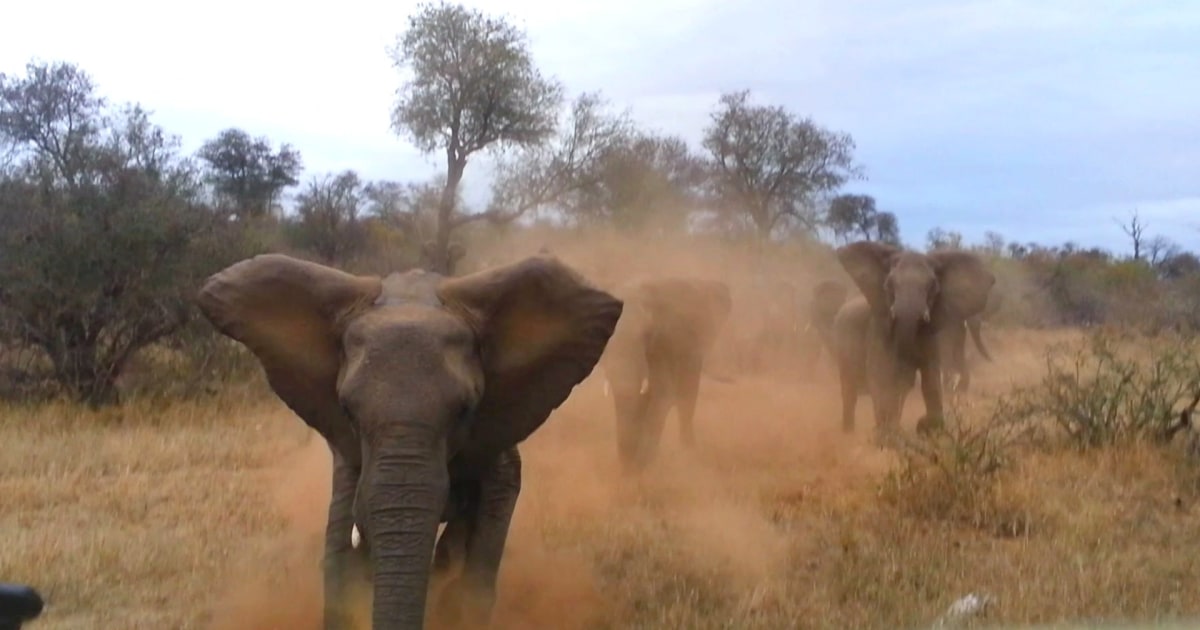 Elephant rampage caught on camera