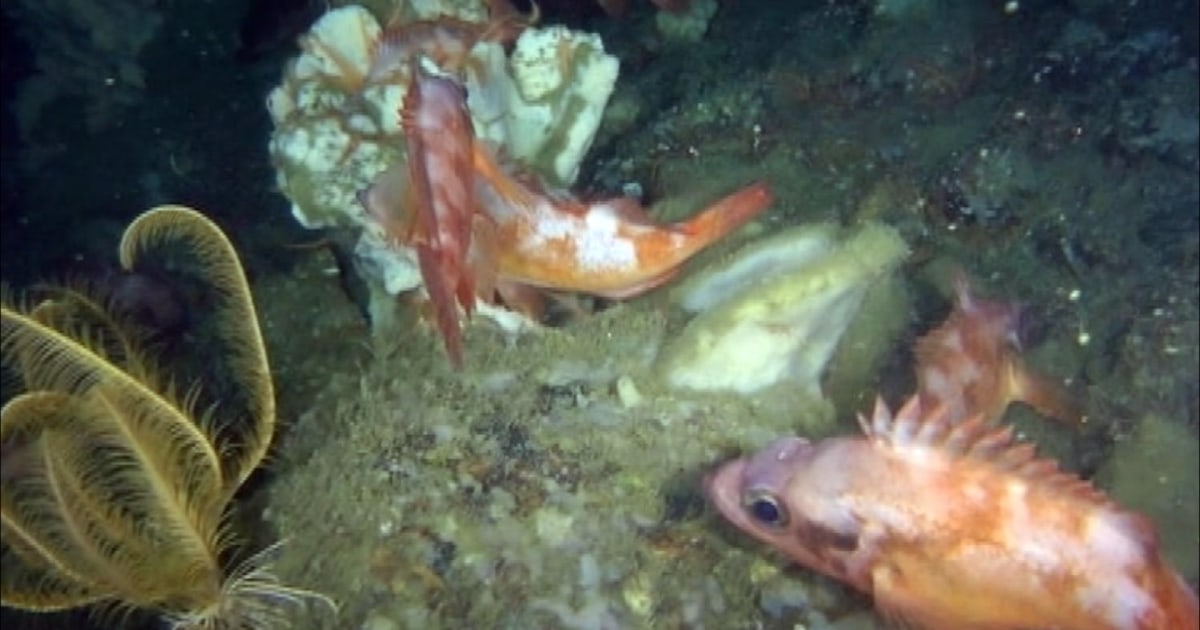Rare images captured off Oregon's coast