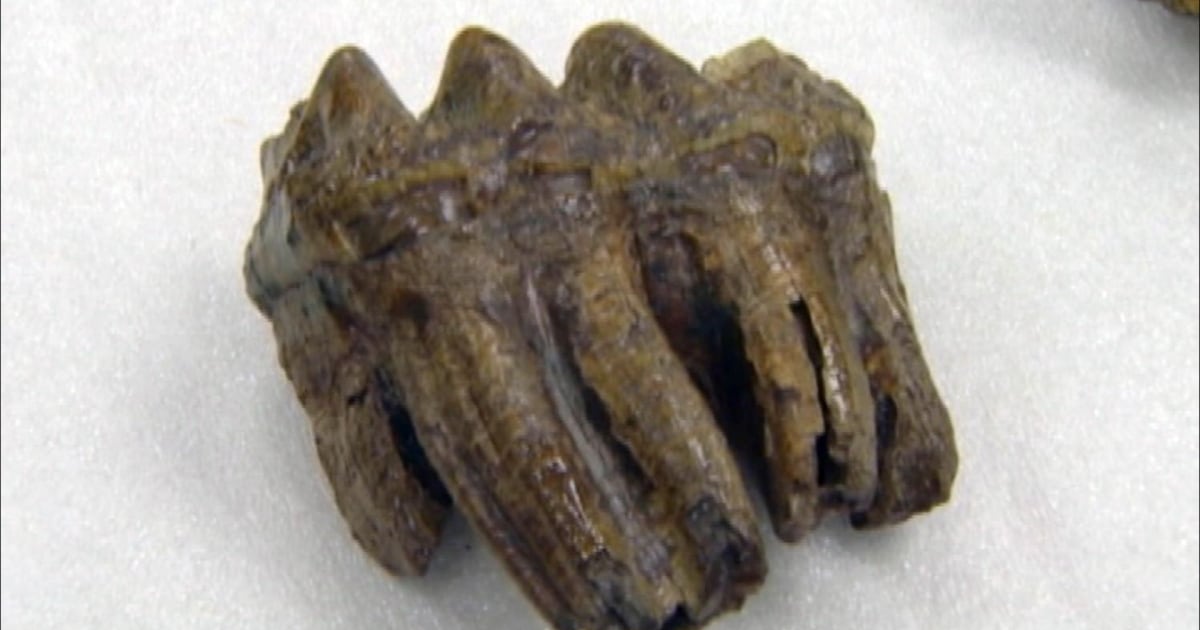 Ancient mastodon teeth found amid donations