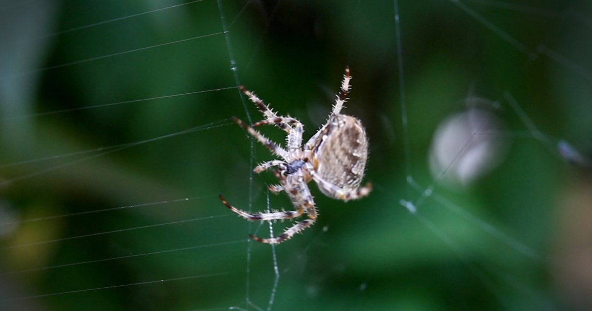 Spider-Web Bandages: New Medicine Mimics Nature