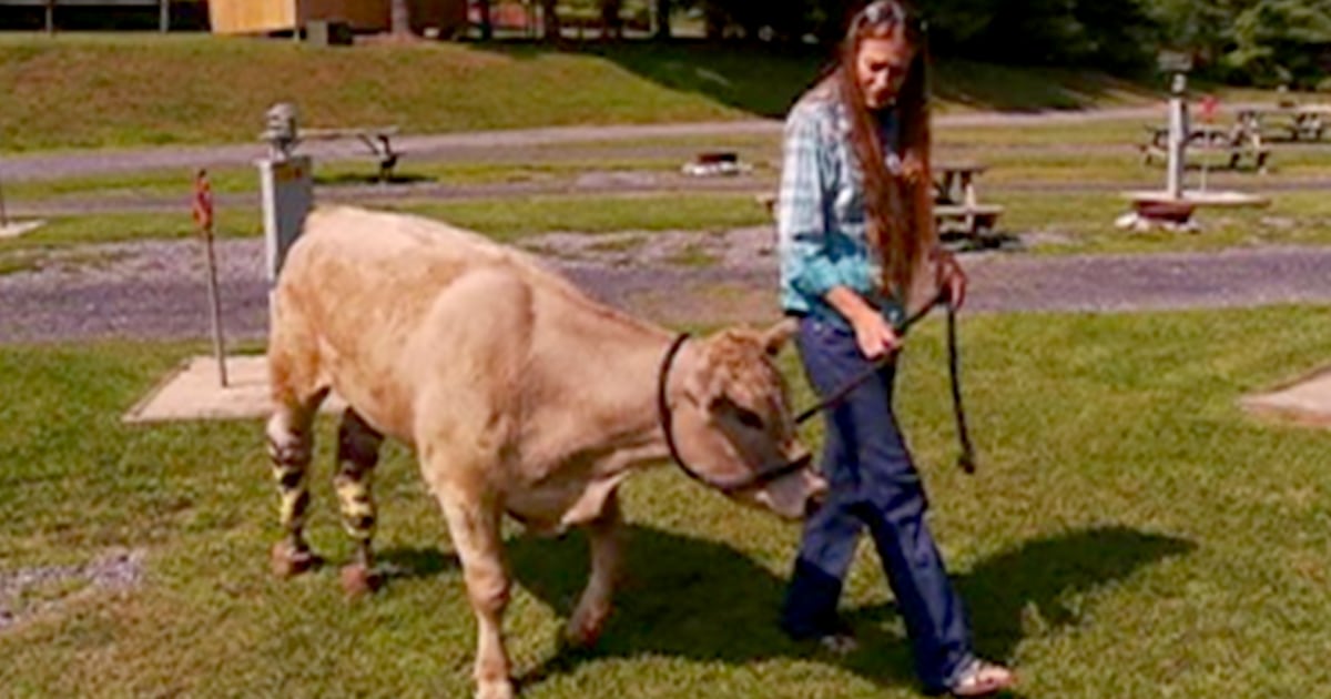 'Hero' Calf With Prosthetic Legs Defying the Odds