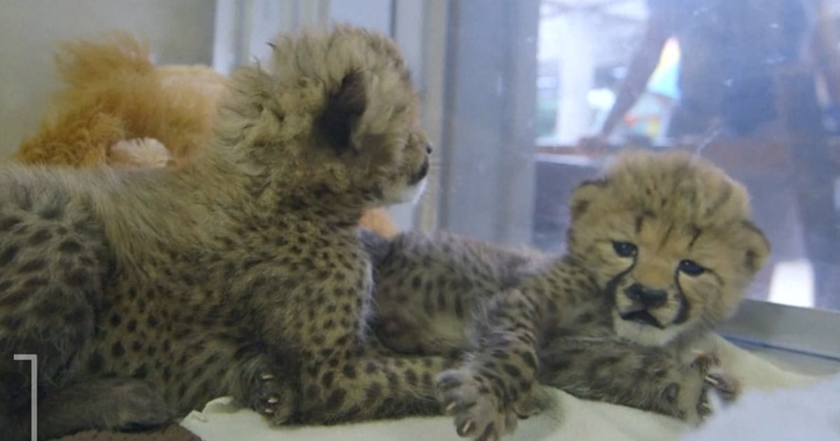 Meet the San Diego Zoo's Baby Cheetahs