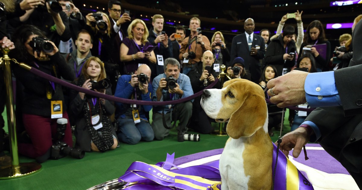 Meet Miss P: 2015 Best in Show Winner