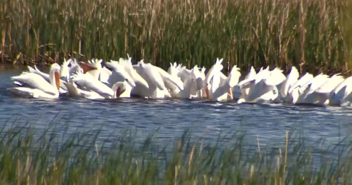 Pelicans Solve Colorado Lake's Goldfish Problem