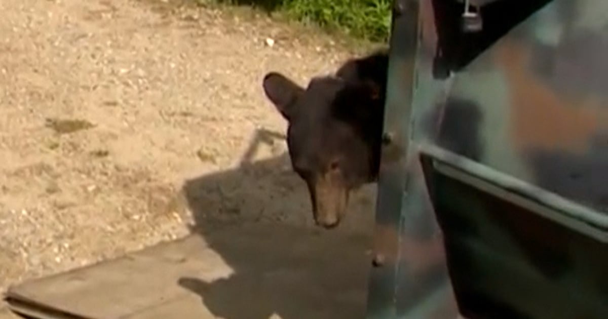 Cinder the Bear Heads for the Wild