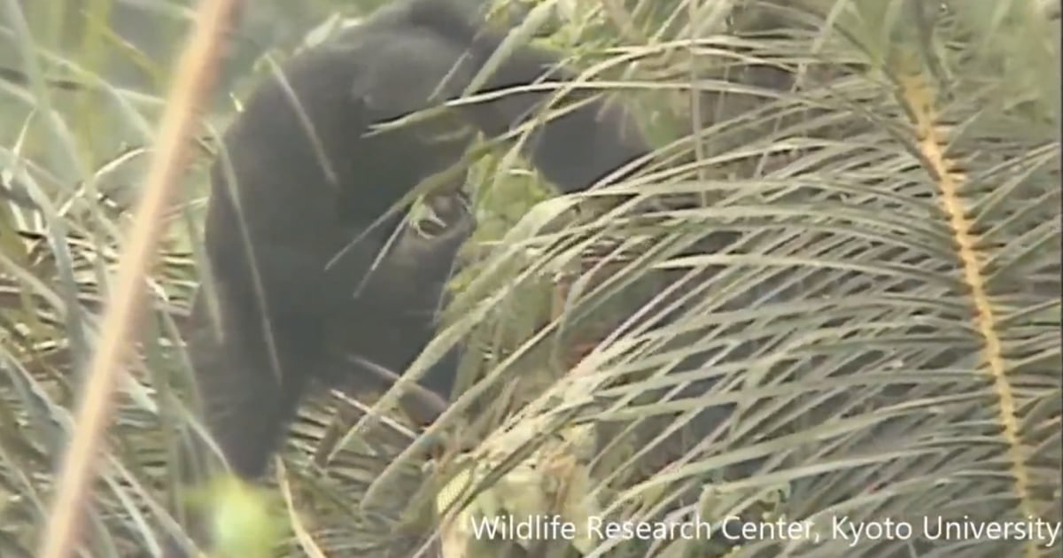 How a Chimp Dips Into the Wine