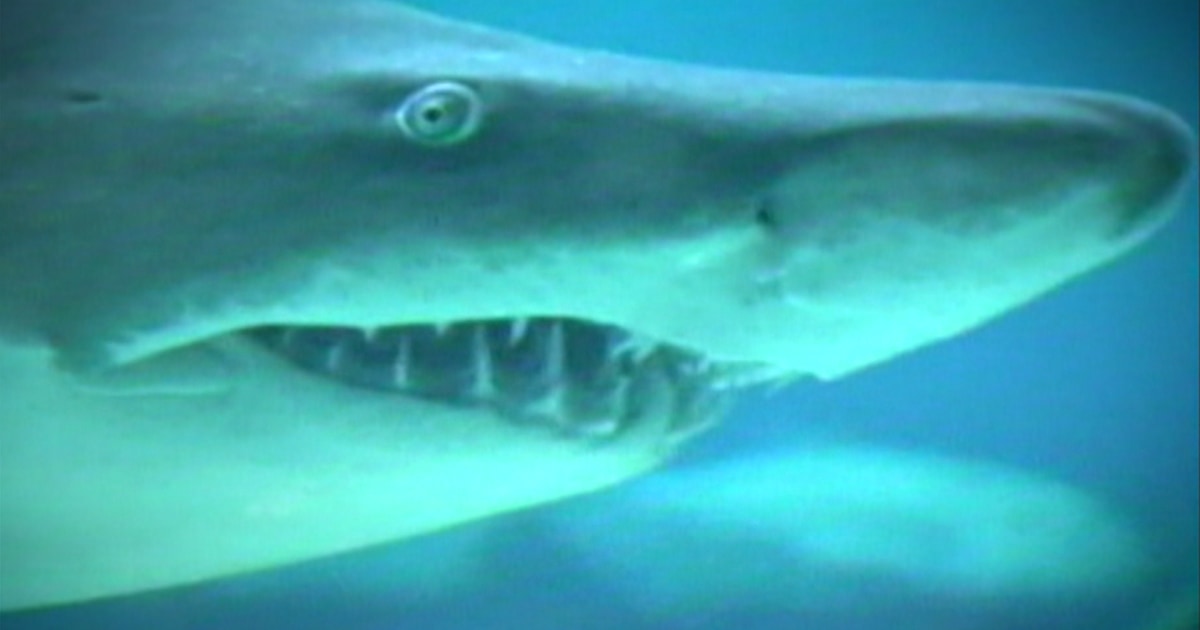 A Shark Attack Survival Guide