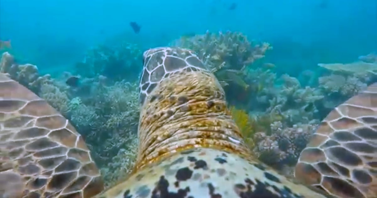 GoPro-Wearing Turtle Films Tour of Great Barrier Reef