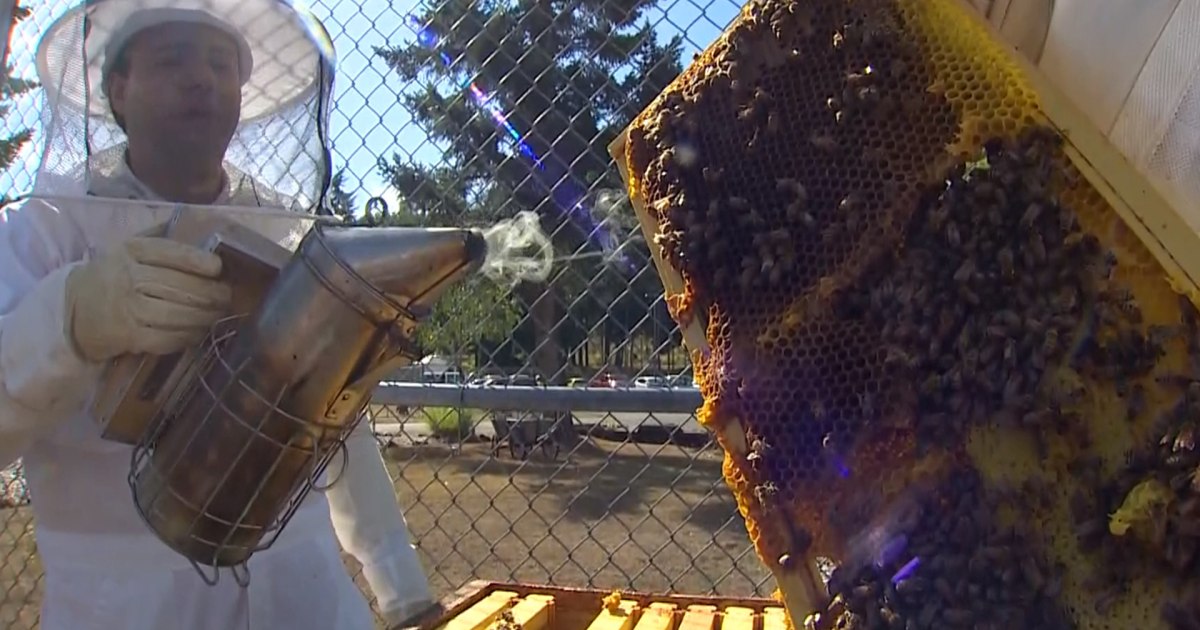 Keeping Bees Behind Bars
