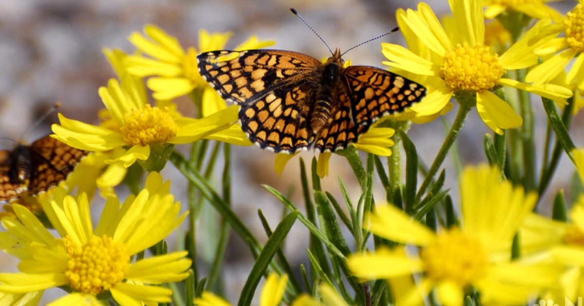 How Wildlife Engineers Build Safer Roads for Animals and Plants