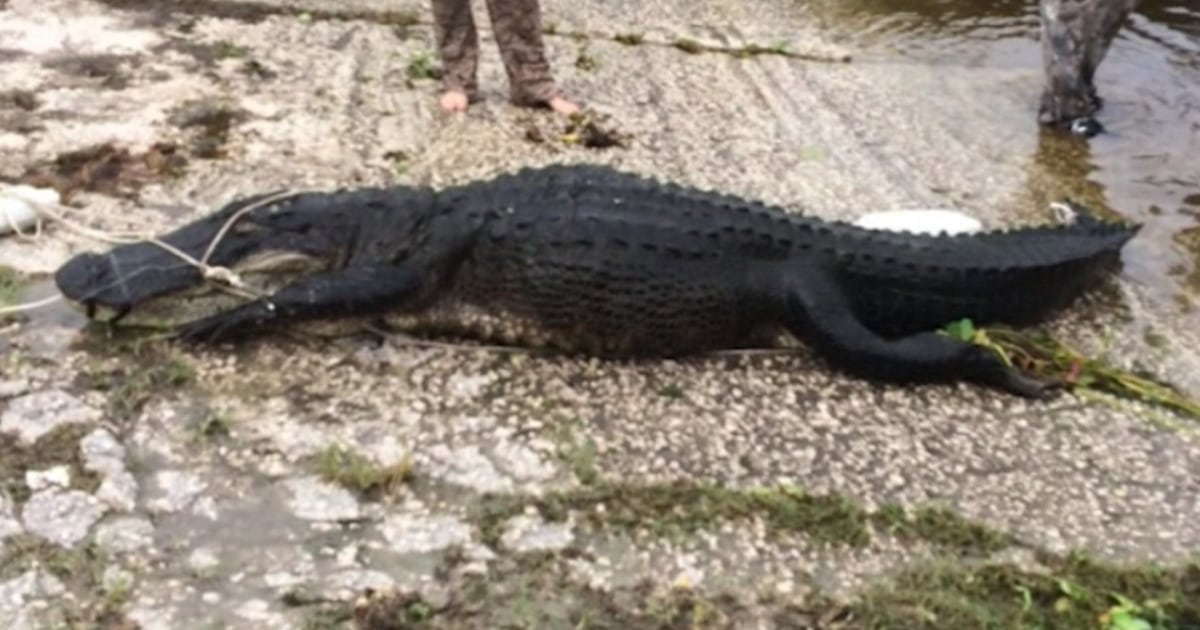 Florida Man Bitten By Alligator He Was Hunting