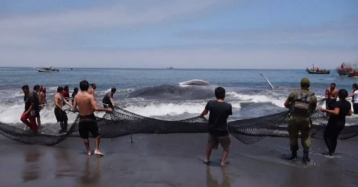 Watch Rescuers Free Beached Whale