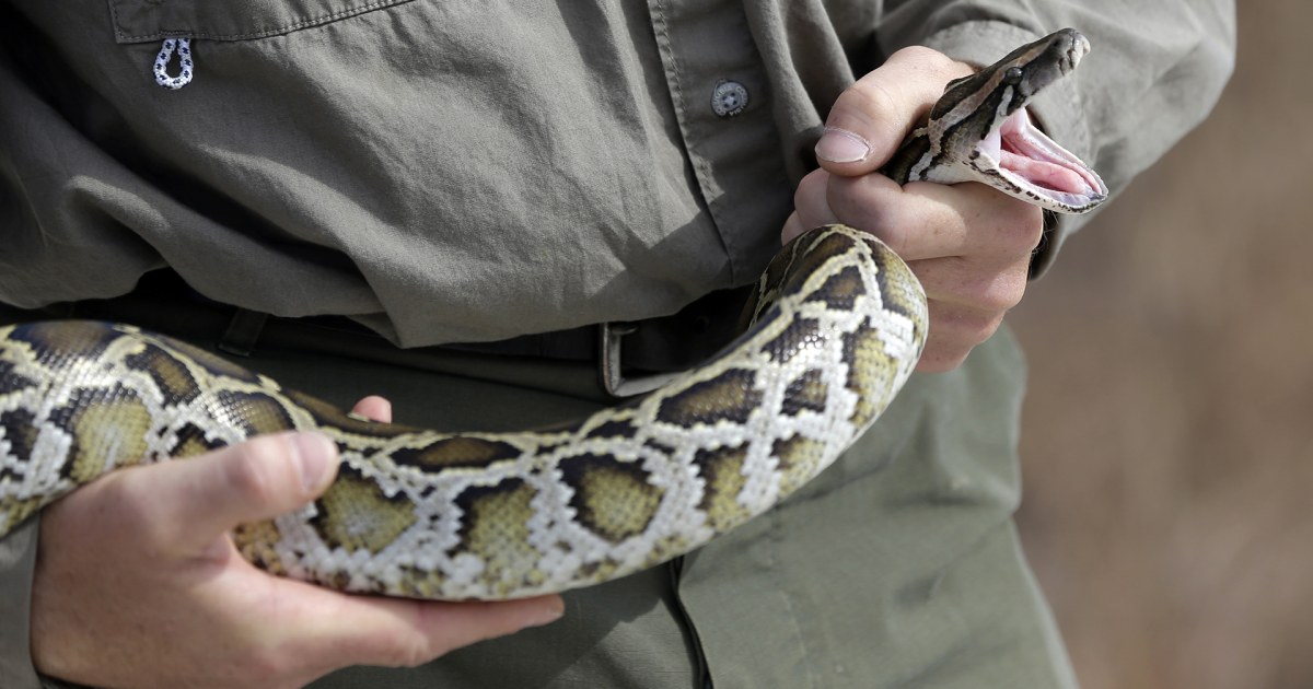 Snake Hunters Descend on Florida to Kill Pythons for a Month