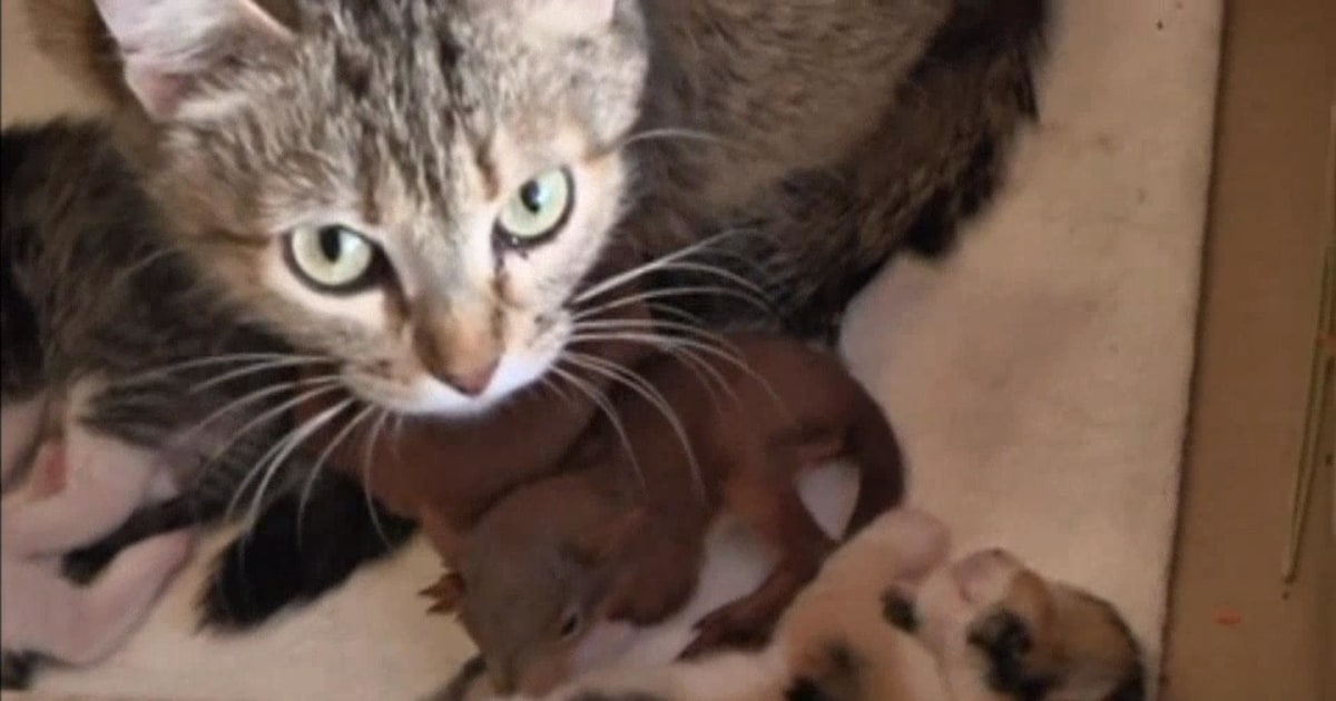 Cat Adopts Baby Squirrels As Her Own