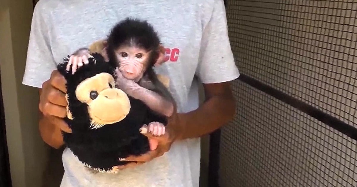 Cute Baby Baboon Gets Monkey Friend After Being Abandoned