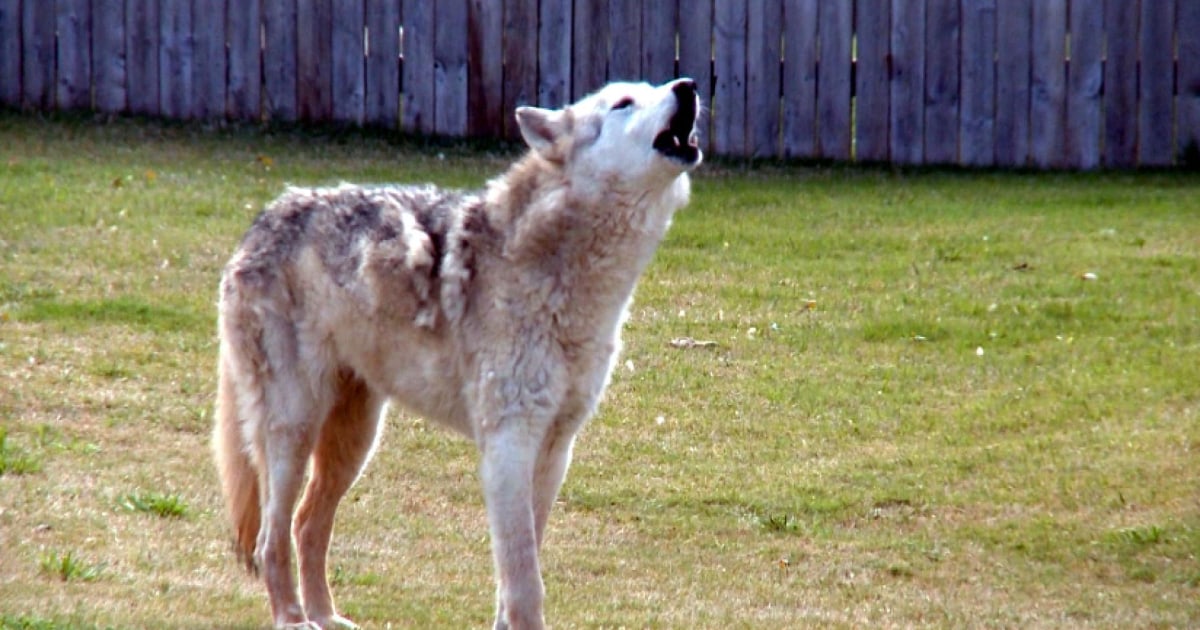 Oklahoma Neighborhood Embraces Wild Wolf