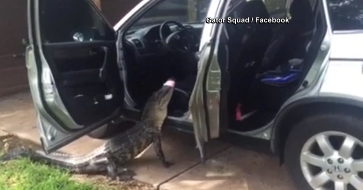 Watch as Trappers Coax Alligator from SUV